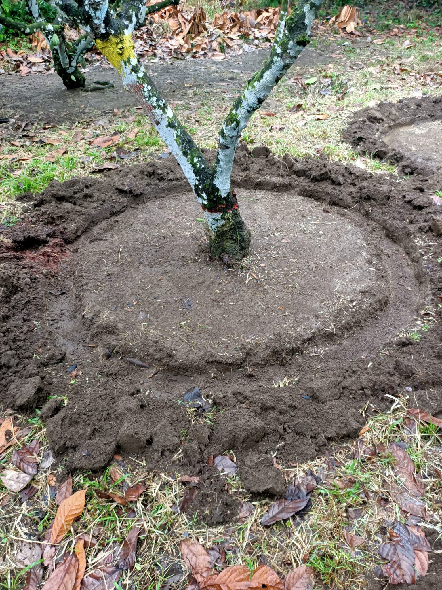 Cocoa Research Science - Cocoa Research Science